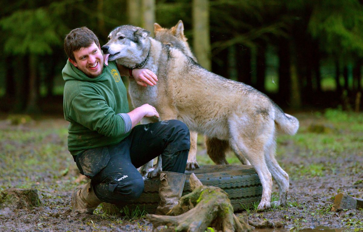 Wolves on display at Telford zoo attraction - with pictures and video ...