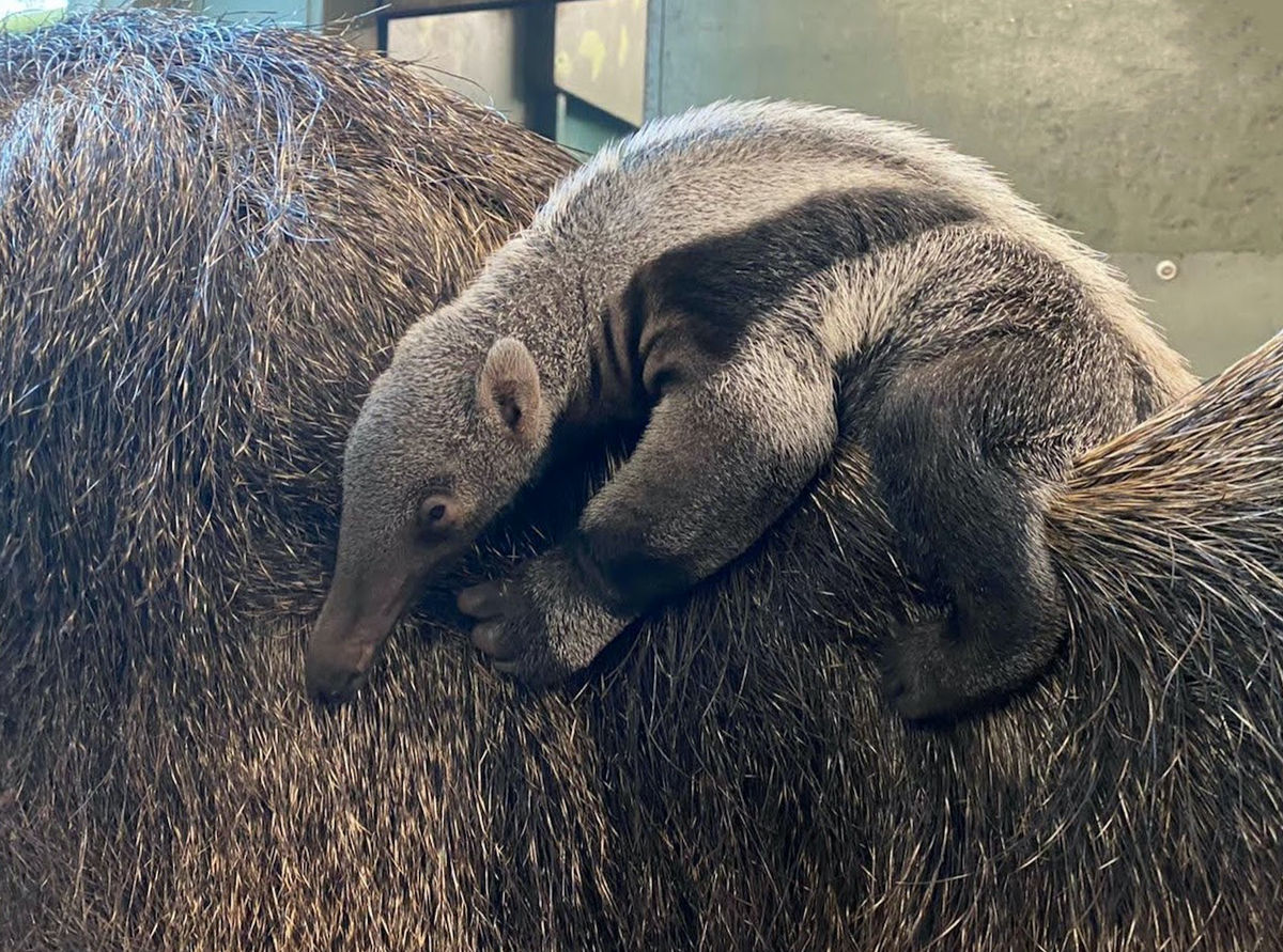 Baby anteater clings onto mother after becoming first-ever born at ...