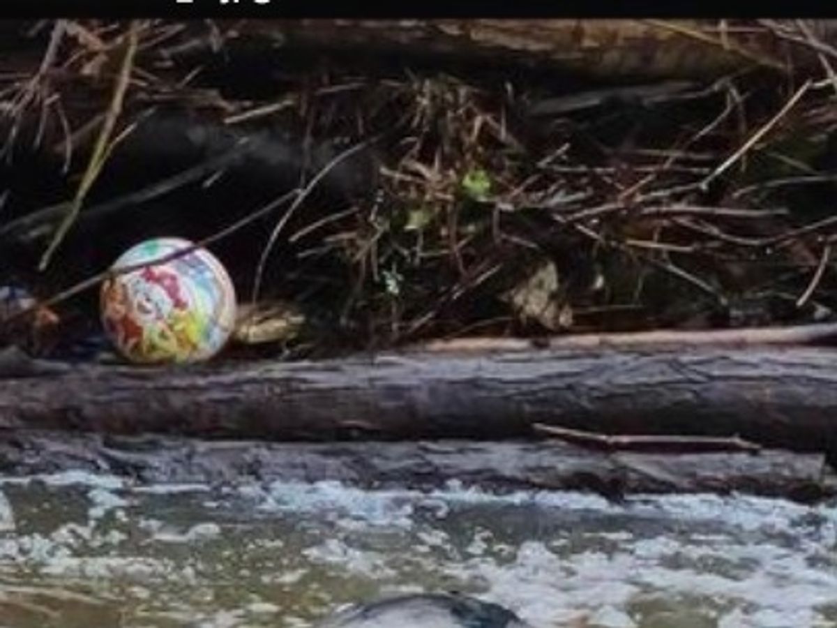 Dead horse left in river for days as organisations say clearing it is ...