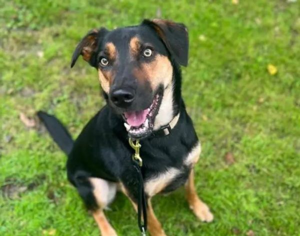 7 adorable dogs looking for their forever homes in Shropshire this week ...