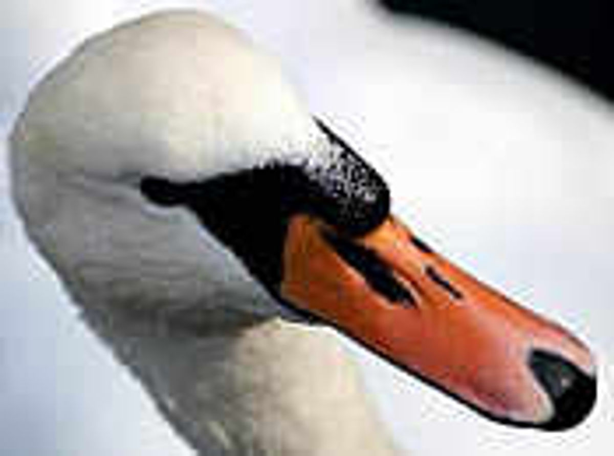 Appeal after swan shot dead | Express & Star