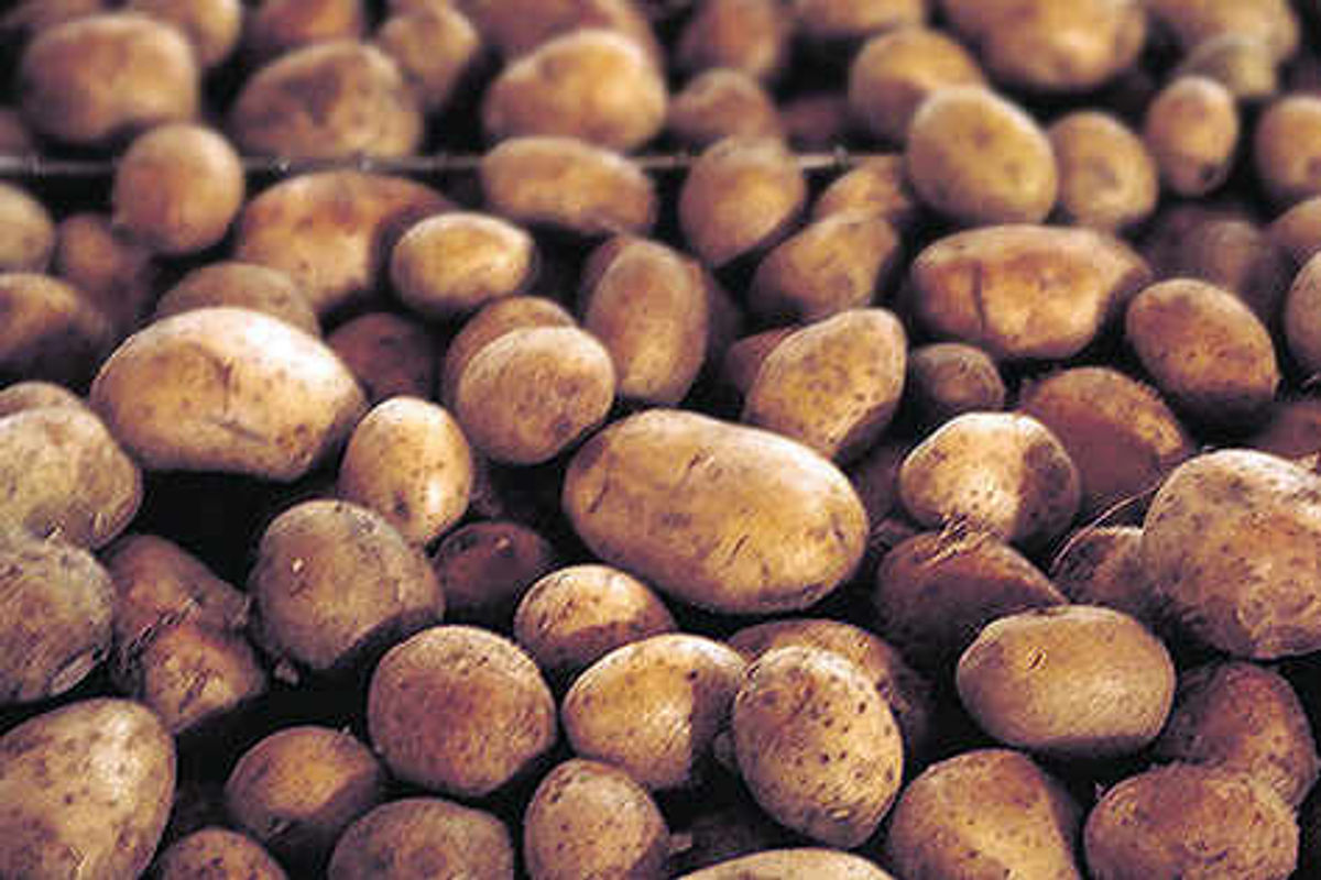 Corrupt director faces jail over potato scam | Shropshire Star