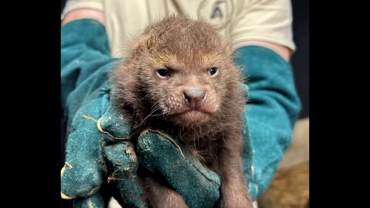 Meet the tiny rare bush dog pups born at Peak Wildlife Park | Express ...