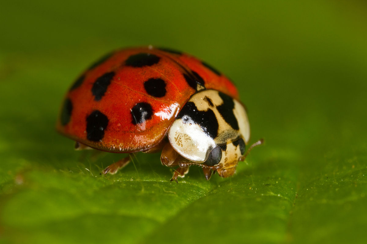 Here's the reason Shropshire households are seeing so many ladybirds ...