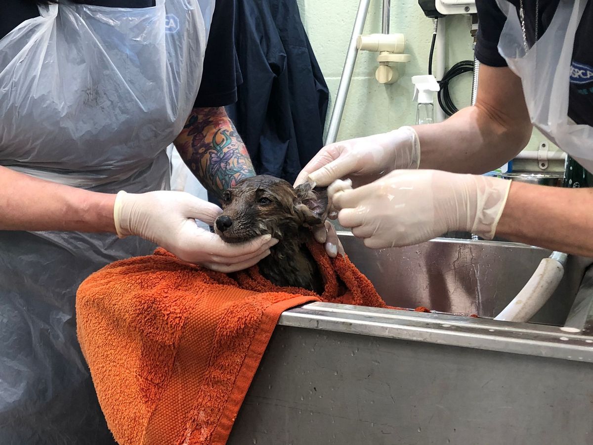 Fox cubs covered in oil and tar rescued from 20ft deep construction ...