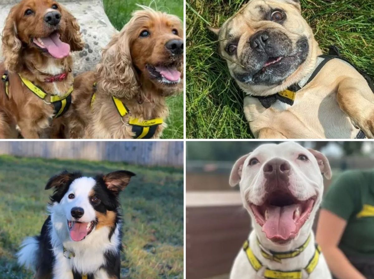 Dogs Trust: 13 beautiful dogs looking for their forever homes in ...