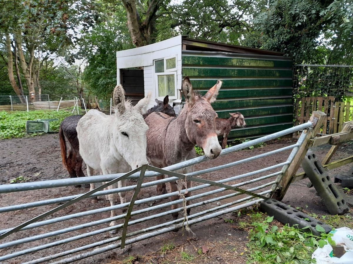 Man and woman kept neglected donkeys - including 'emaciated' foal - in ...
