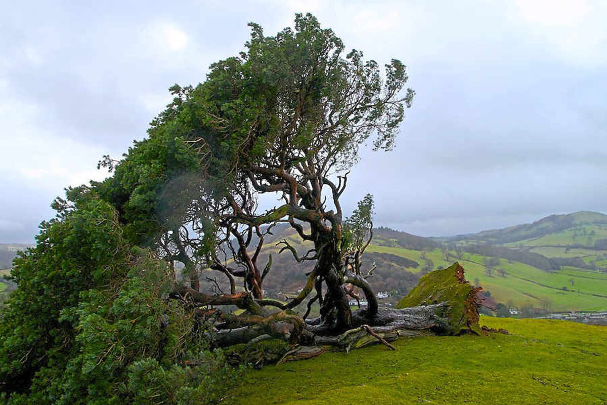 Lonely Tree of Llanfyllin is named Welsh Tree of the Year | Shropshire Star