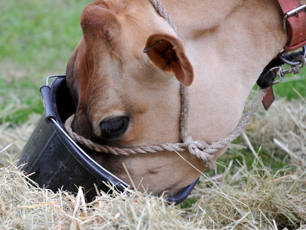 Intensive dairy farm plans for hundreds of cows approved despite ...