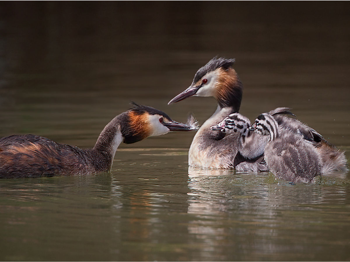 See the latest stunning images captured by Newport Photographic Club ...