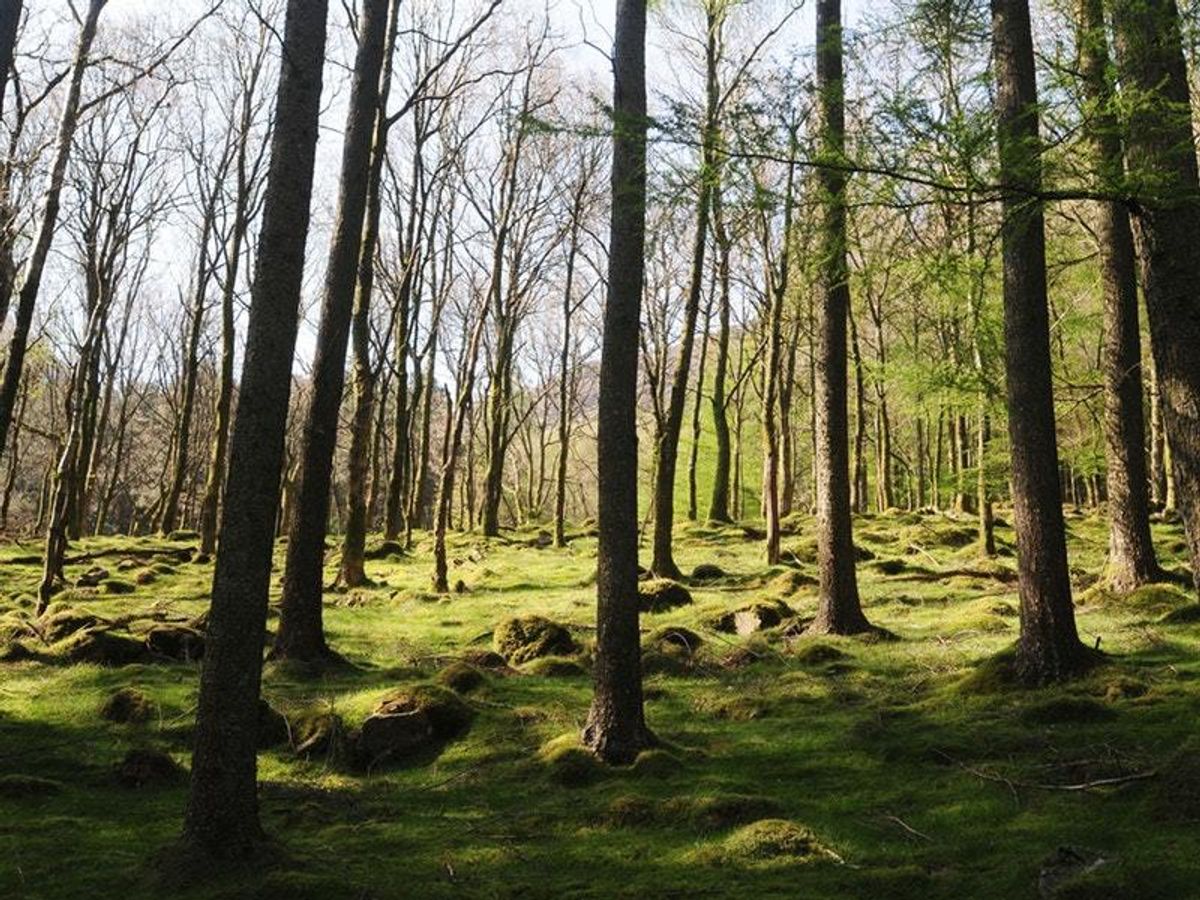 Tree planting in England falls well below Government target ...