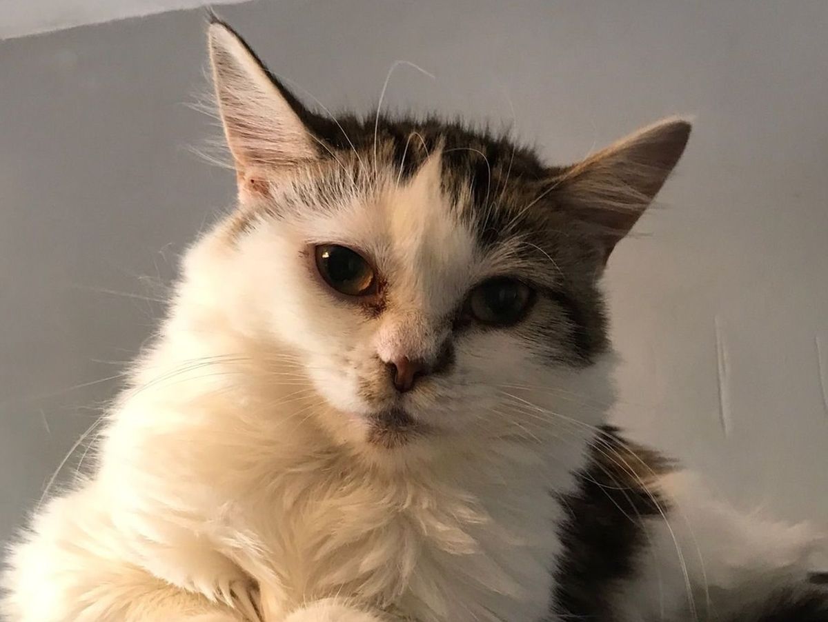 Life-long foster home needed for Jolene the cat, so the rescue can keep ...