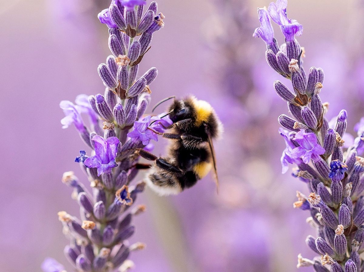Town 'buzzing' following new Bee Friendly Town status | Express & Star