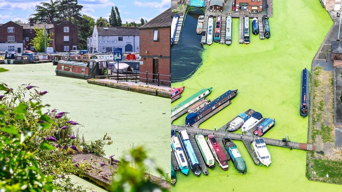 Stourport canal system turns bright green with residents concerned it ...