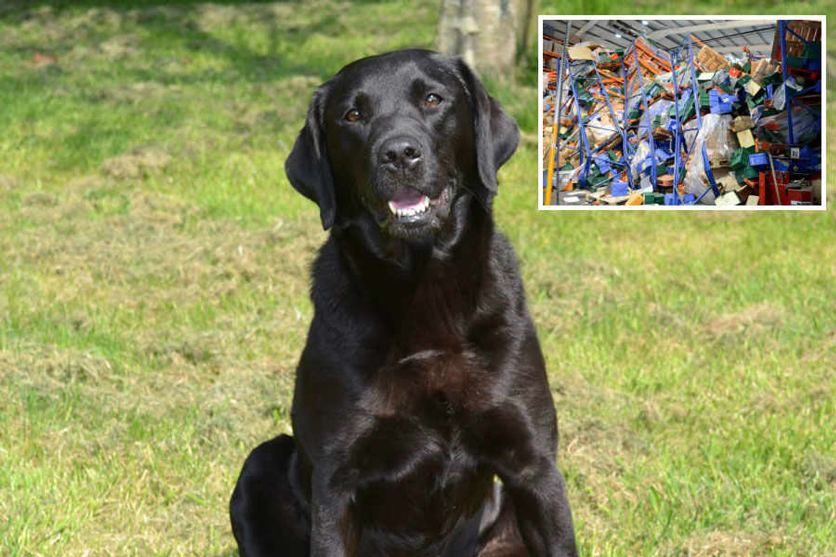 Hinstock warehouse collapse: Meet the hero dog who helped rescue worker ...