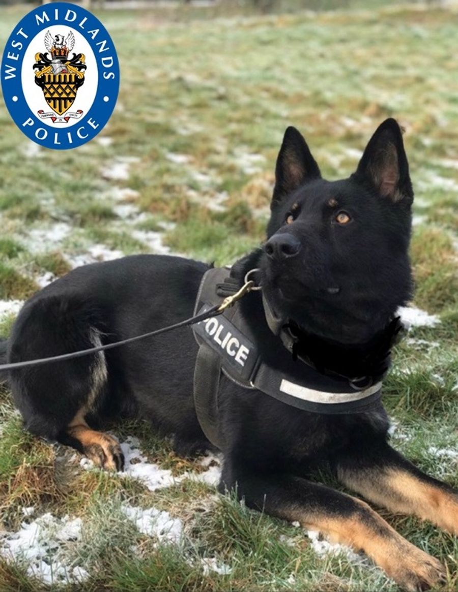 Praise for police dog Hans who sniffed out five suspects in less than ...