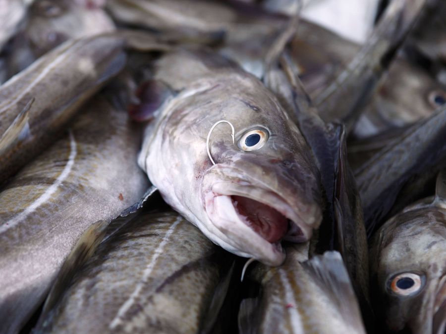 Warnings over collapsing fish stocks as experts advise ‘zero catch’ for ...
