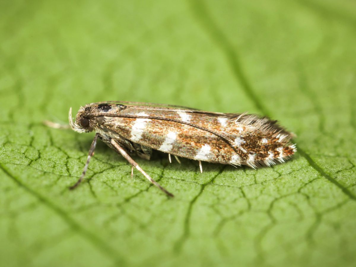 Nature lovers urged to join hunt for rare miniscule moth in Scottish ...