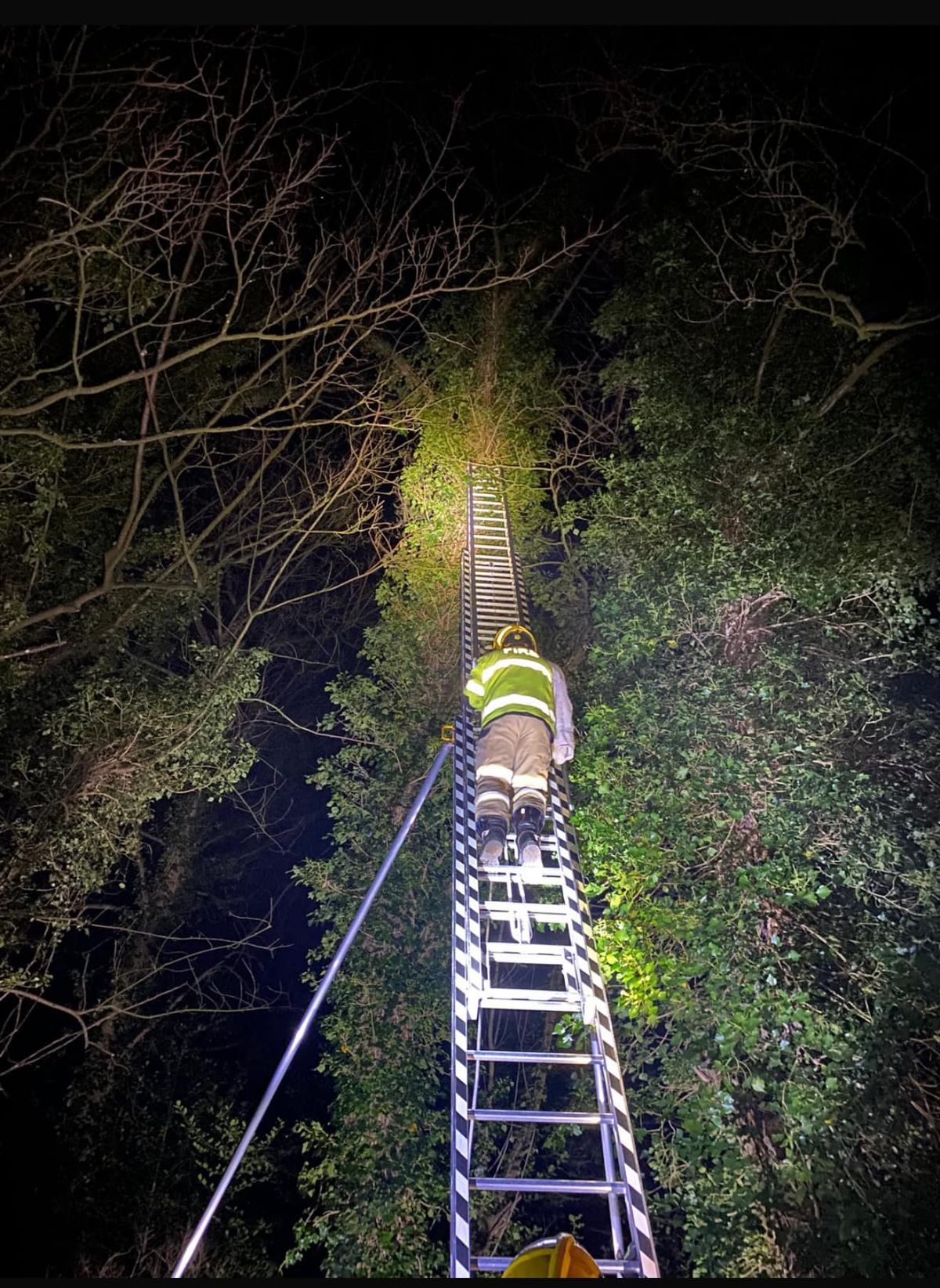 Cat stuck up 60-foot tree for three days is rescued by firefighters ...