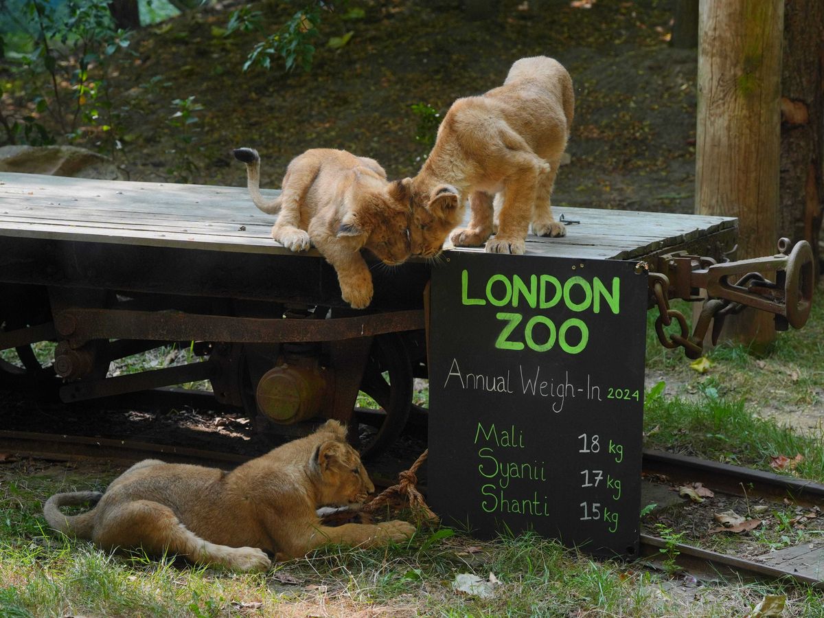 Keepers find creative ways to measure animals at zoo housing 14,000 ...