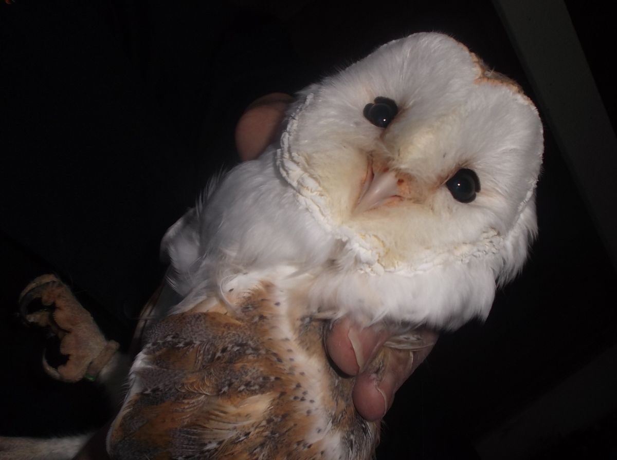 Illegal Walsall bird trader caught selling wild barn owls | Express & Star