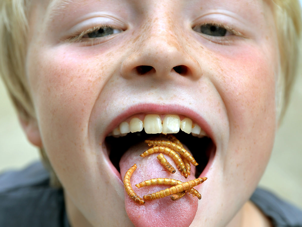 Fancy insects for lunch? Why we may all be forced to add them to our ...
