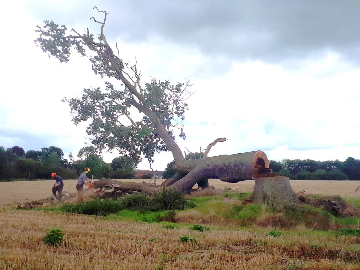 Campaigner 'horrified' after veteran oak tree felled near to his home ...