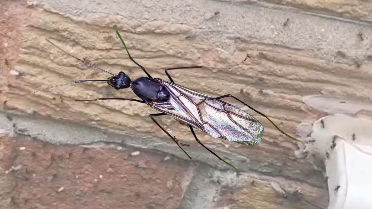 Flying Ant Day: Video shows dozens of ants taking flight - Do flying ...