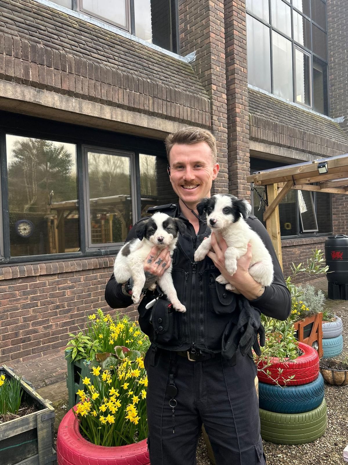 Two adorable Telford puppies have been reunited with their owner as ...