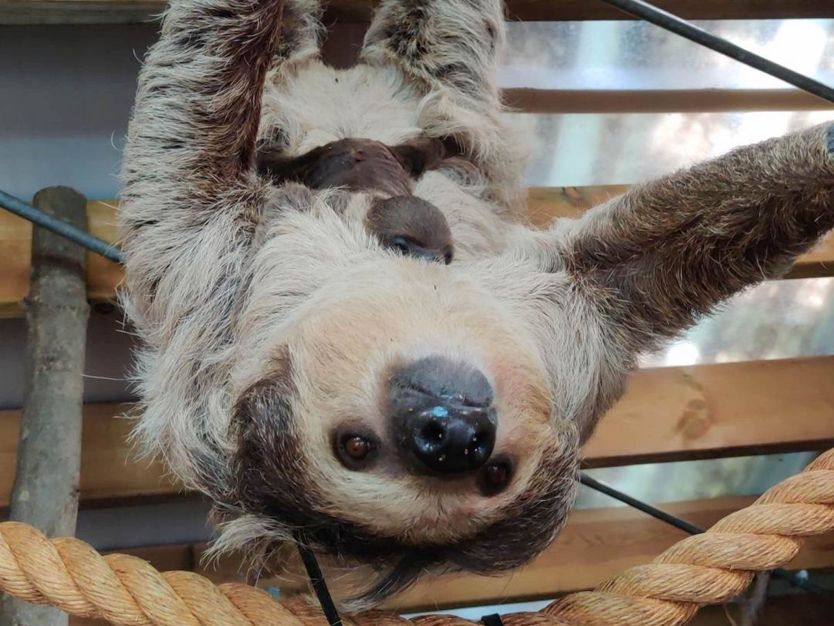 Dudley Zoo celebrates the birth of new baby sloth to parents Flo and ...
