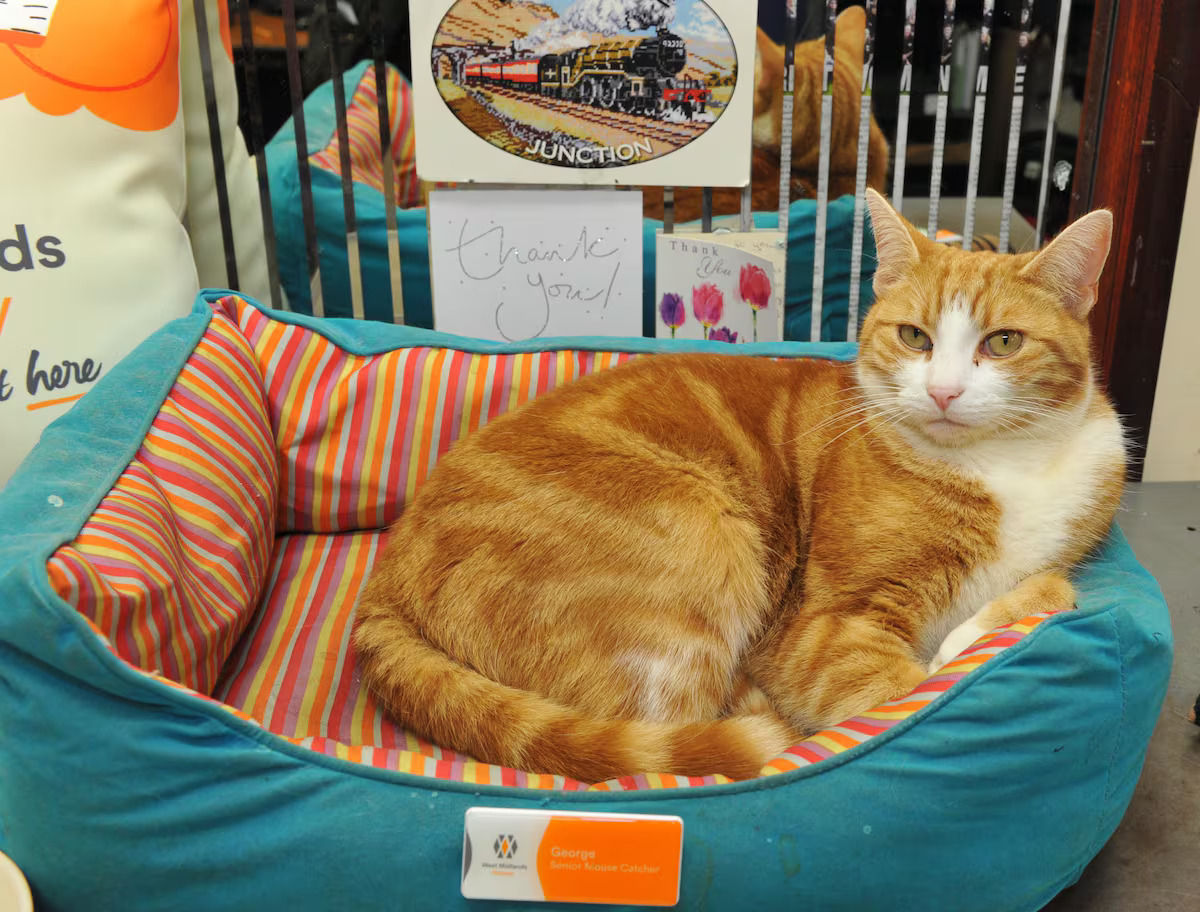 George the Station cat puts Stourbridge rail station on the map like ...