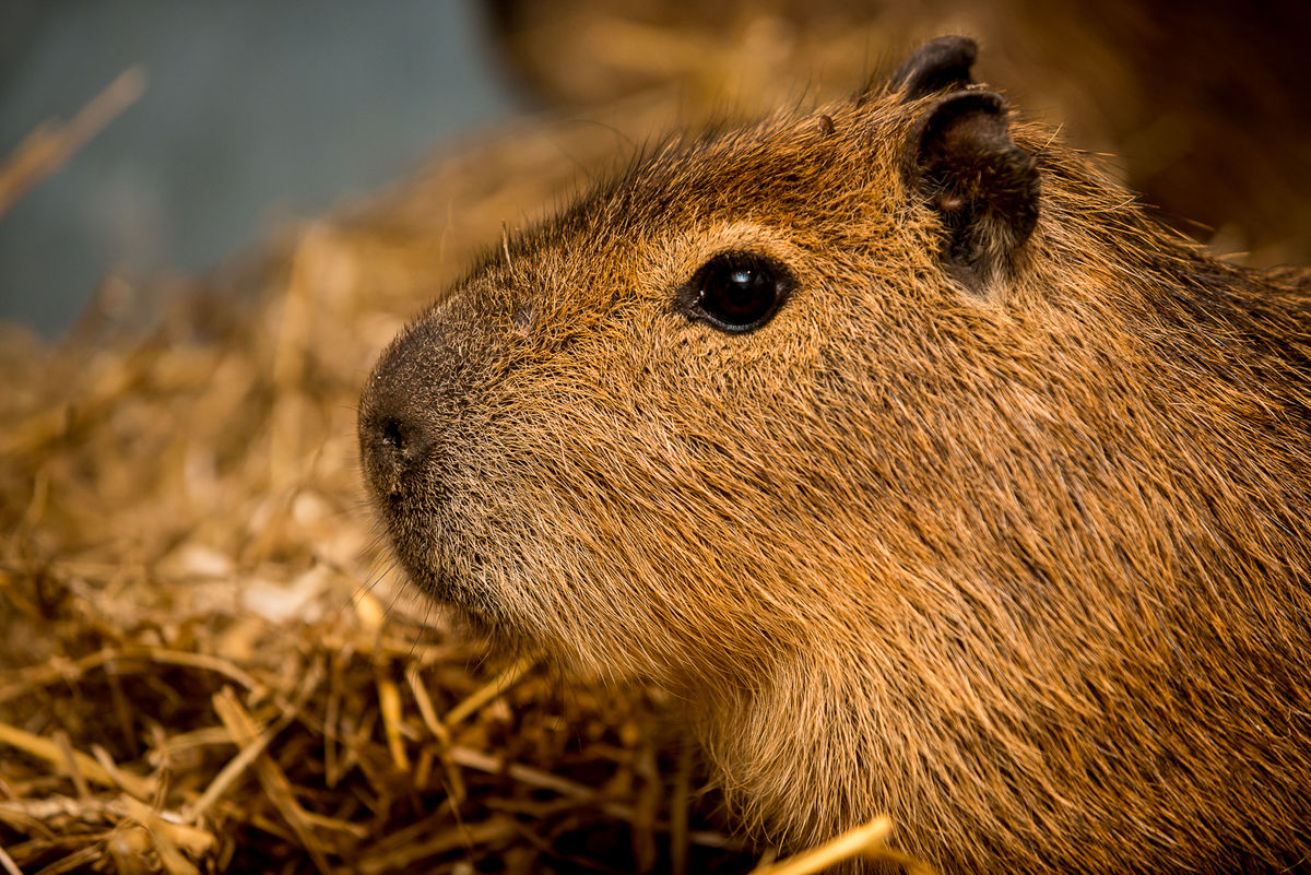 Everything we know about Cinnamon - the missing Telford capybara on the ...