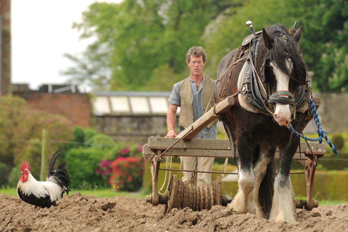 Acton Scott Historic Working Farm accredited for rare breeds work ...