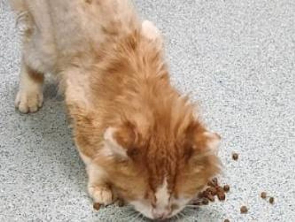 Woman who neglected 'very thin and ravenous' pet banned from owning ...