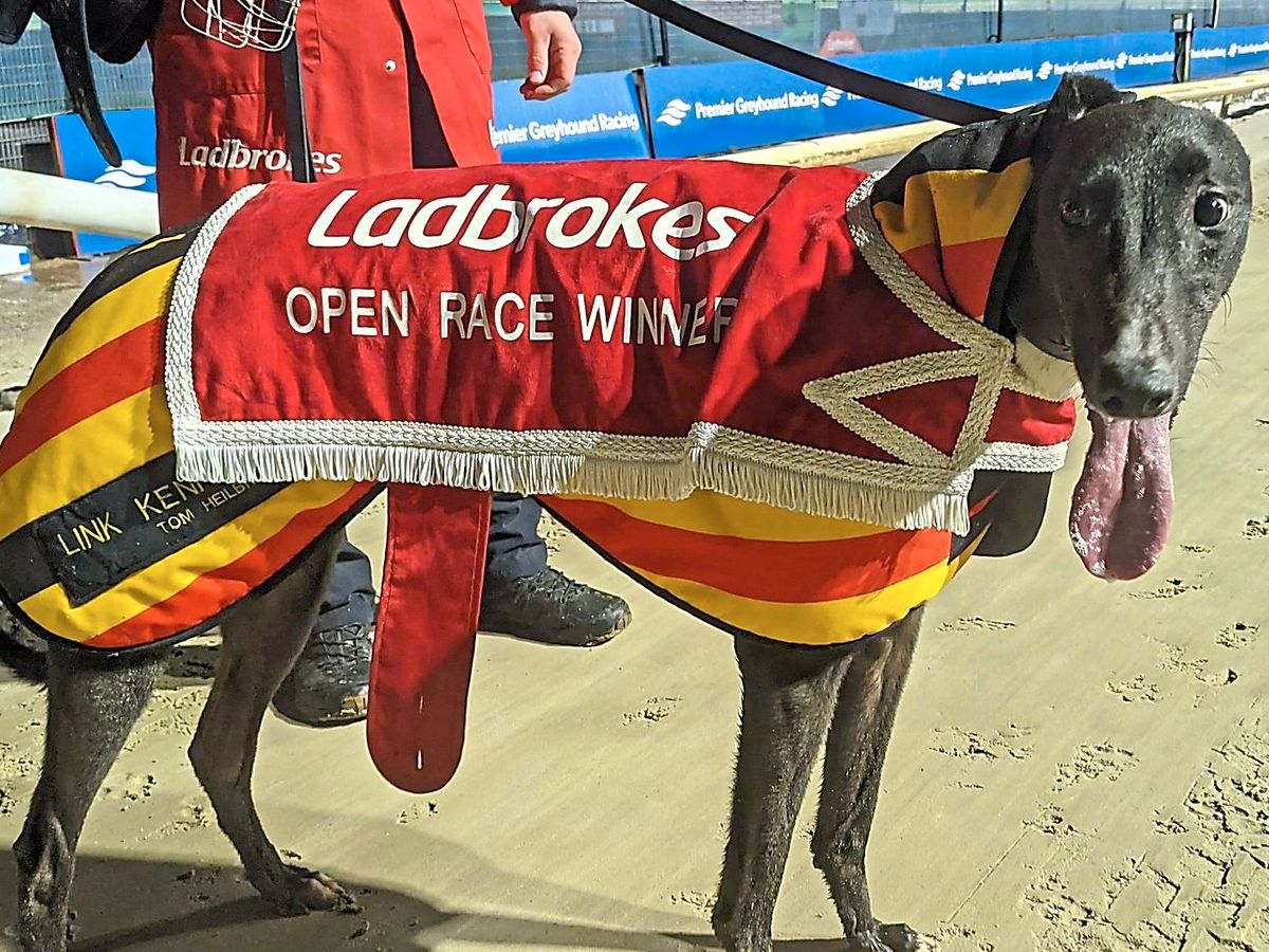 Pup for the cup in a £20,000 Derby | Express & Star