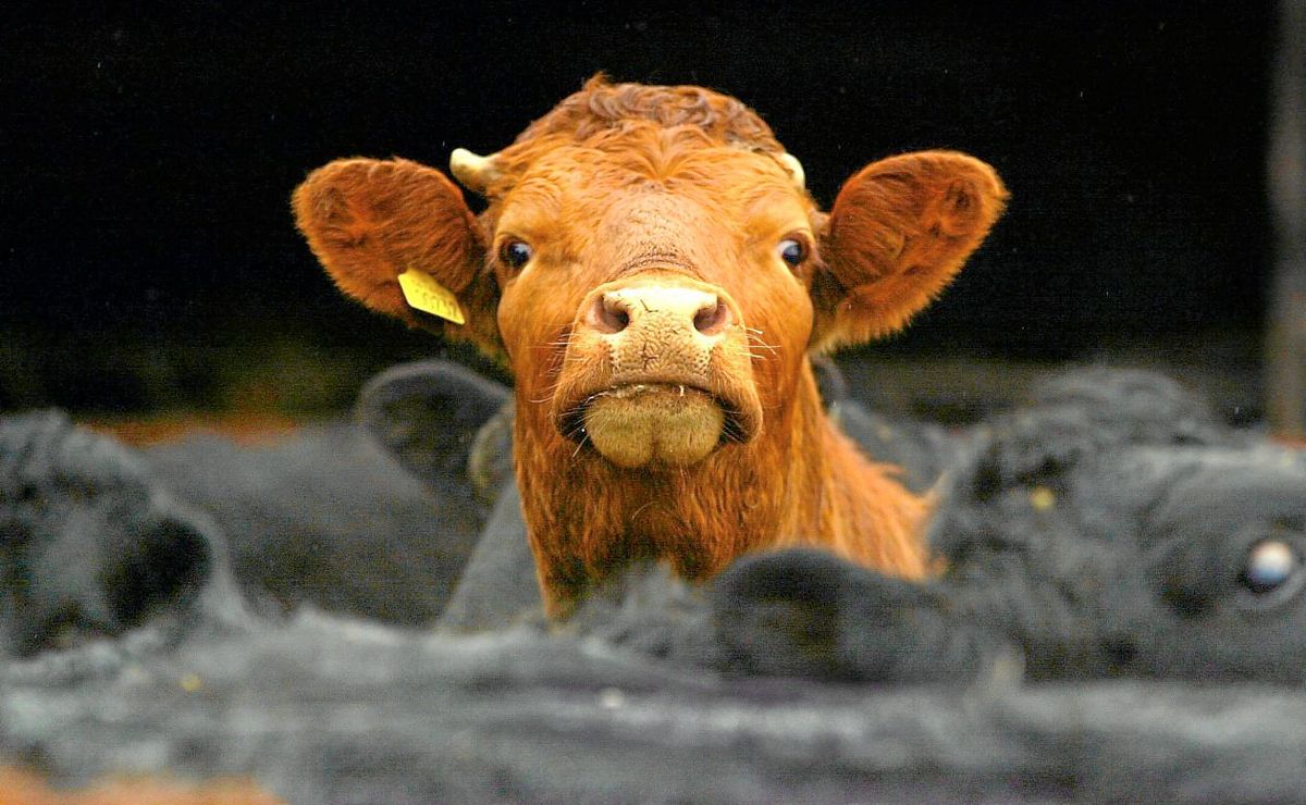 Peter Rhodes on three new Armageddons, backtracking Boris and bottom ...