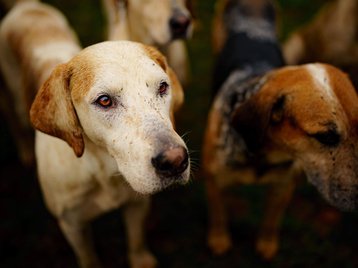 Trail hunting a ‘smokescreen’ for illegal fox hunts, MP says in jail ...