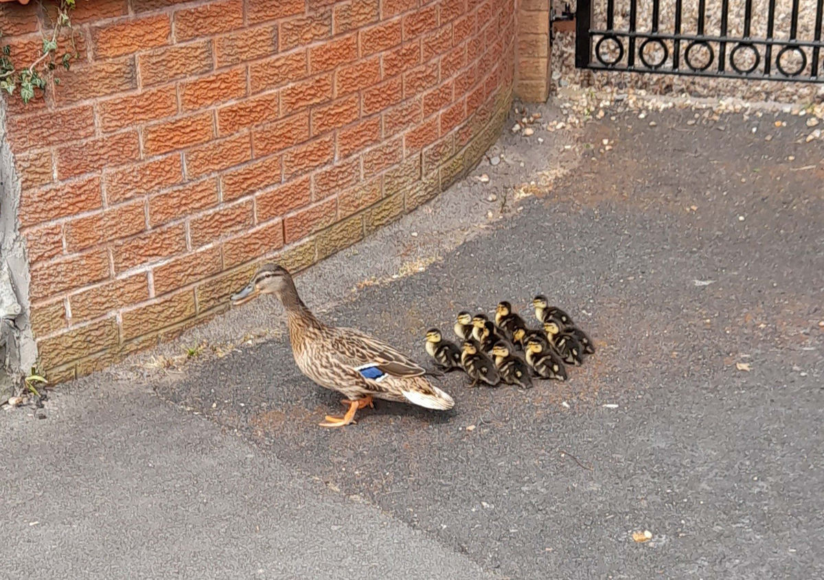 Ladle to the rescue as trapped ducklings saved after falling down grate ...