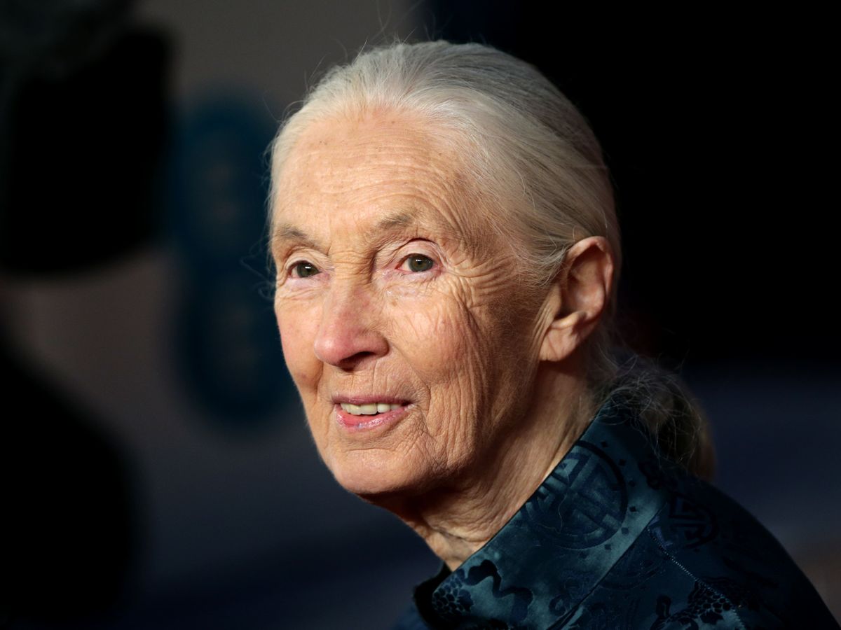 Conservationist and chimpanzee expert Dame Jane Goodall dies aged 91 ...