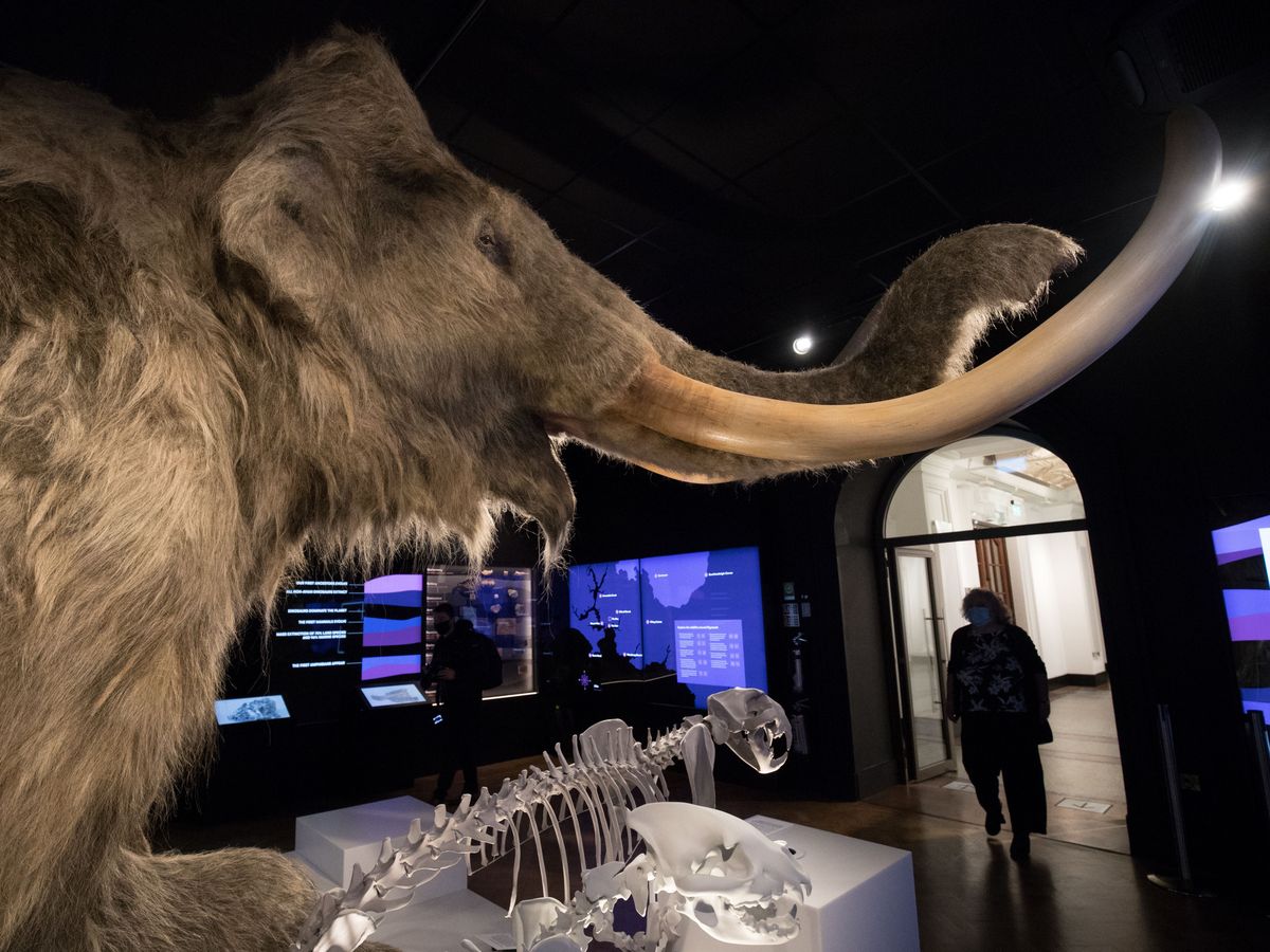 Climate change, not humans, caused extinction of woolly mammoths ...