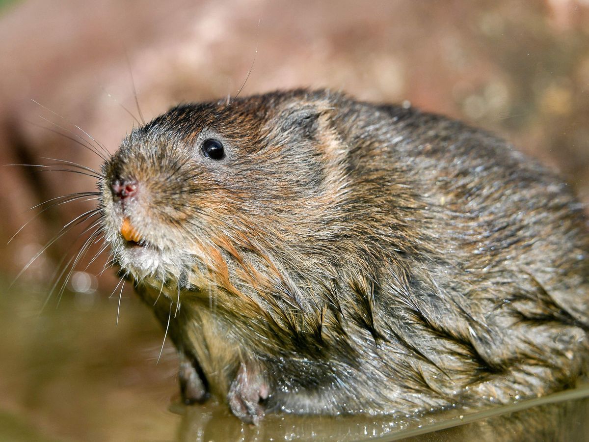 Beavers pave way for return of endangered water voles to Scottish ...