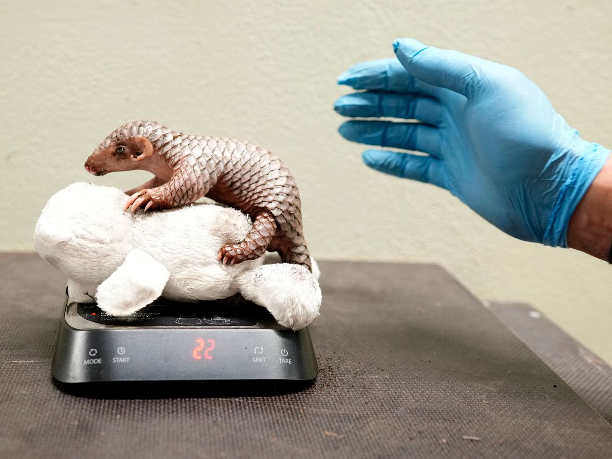 Prague Zoo celebrates birth of second critically endangered Chinese ...