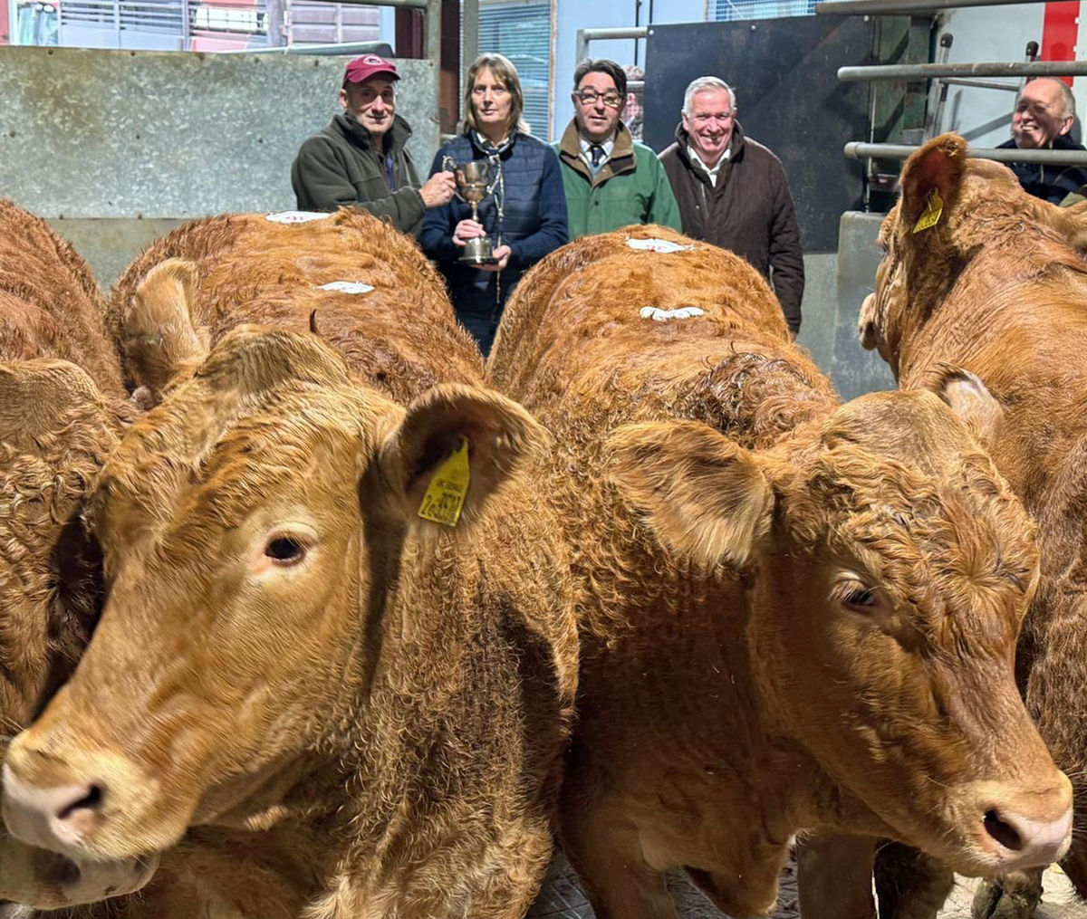 Strong store cattle trade at Bishops Castle as Victor wins the ...