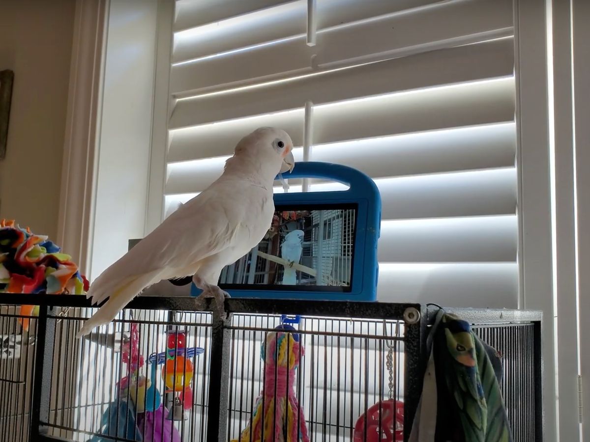 Parrots taught to video call friends ‘prefer live chats over recorded ...