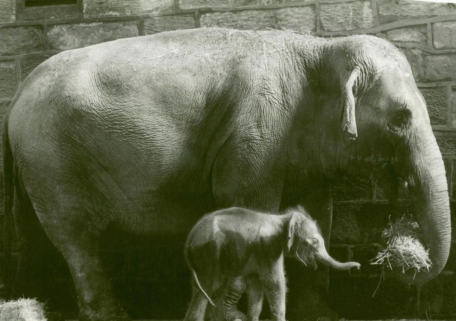 Chester Zoo celebrates 90th anniversary with unique archive photos ...