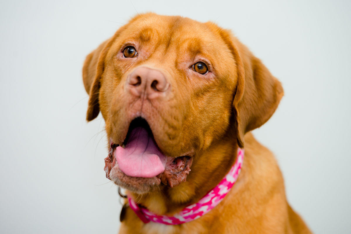 It’s a happy ending for online sensation Elsa the dog left abandoned ...