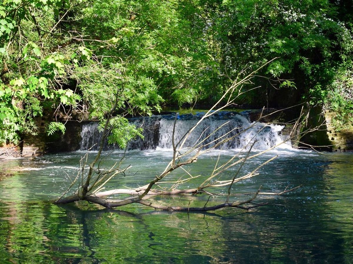 Dead horse still in river three weeks later as organisations say ...