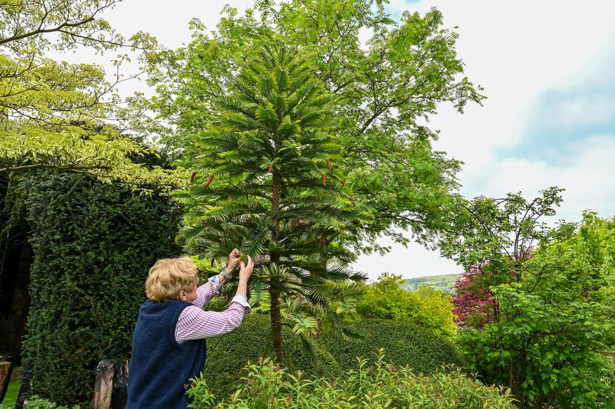 'I planted the world's rarest prehistoric 'money tree' in the West ...