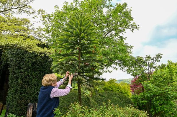 'I planted the world's rarest prehistoric 'money tree' in the West ...