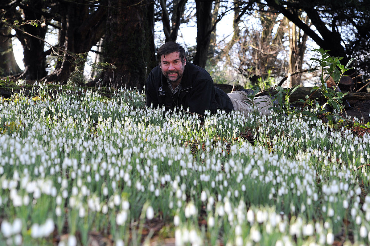 Snowdrops spring to life - and why Chirk Castle is the place to see ...